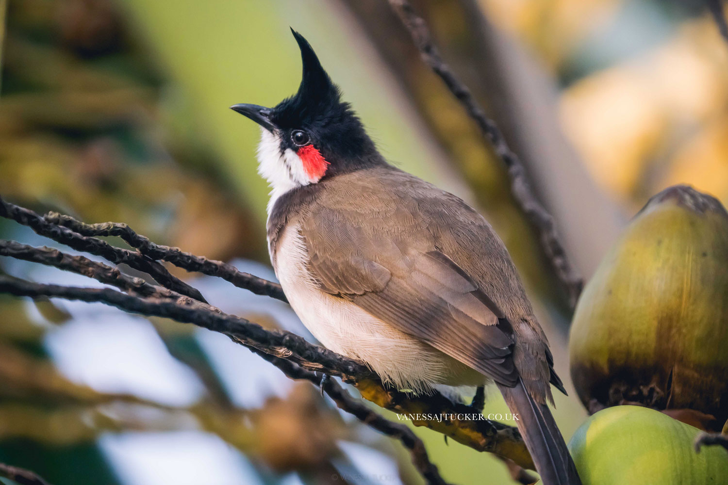 Bird Portraits | Vanessa Tucker