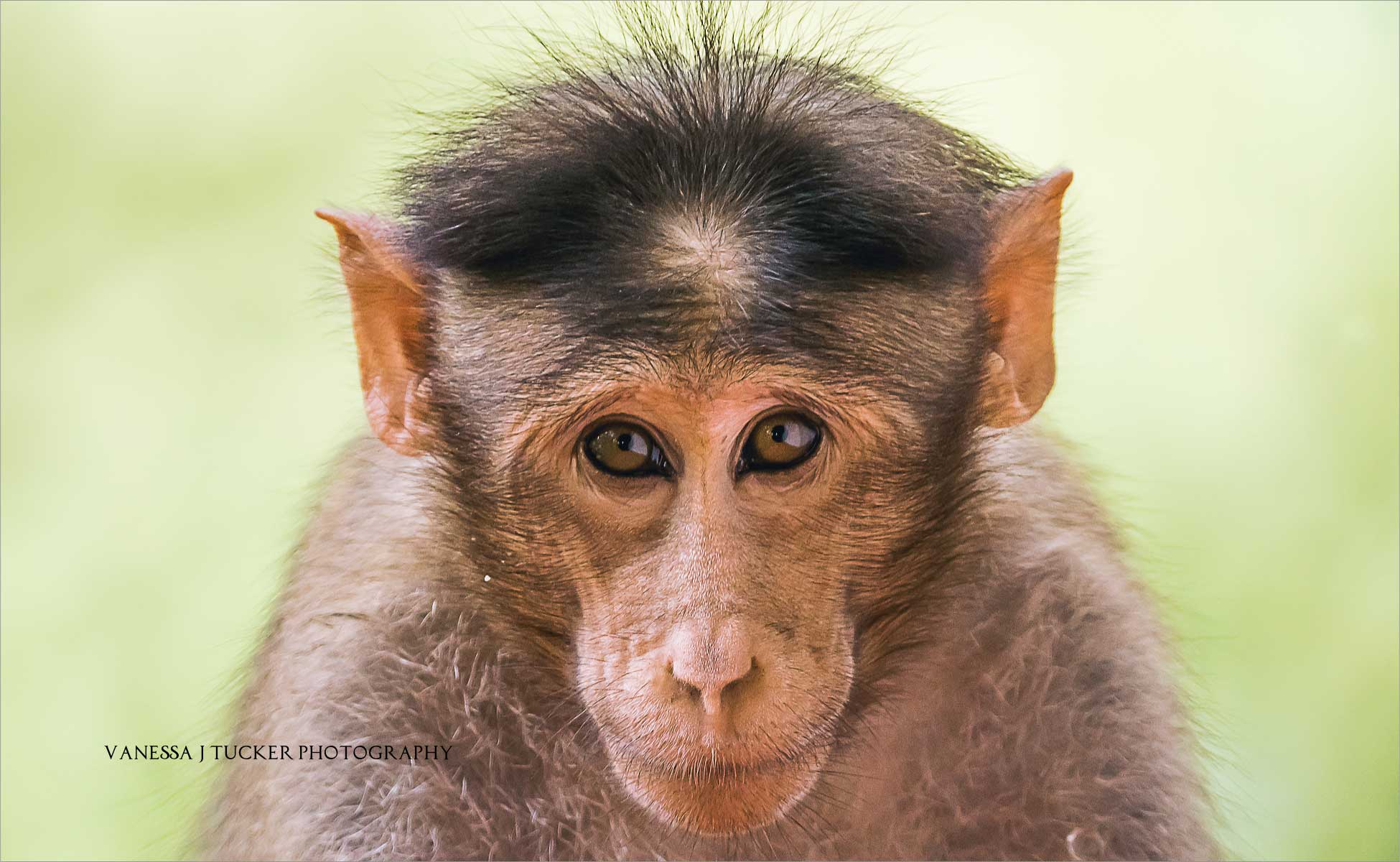 Monkey Portraits | Vanessa Tucker