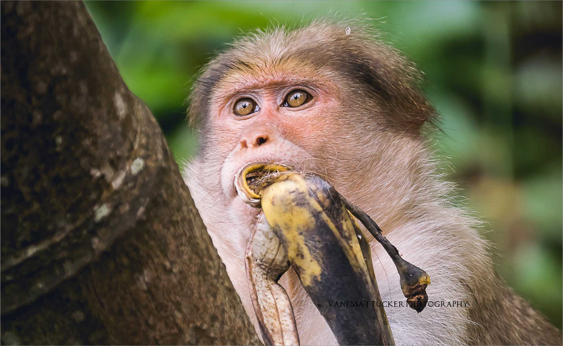 Monkey Portraits | Vanessa Tucker