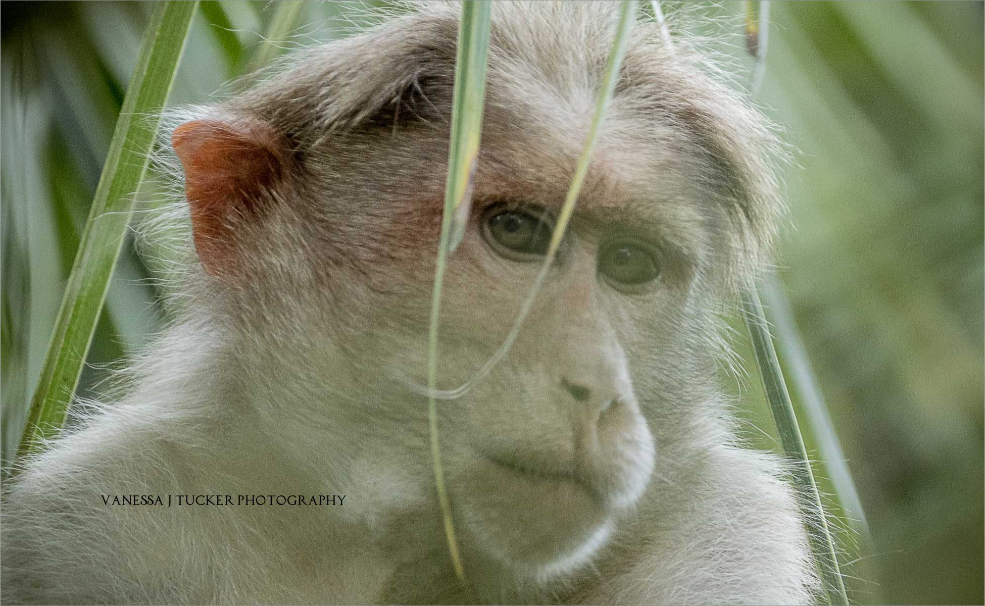 Monkey Portraits | Vanessa Tucker