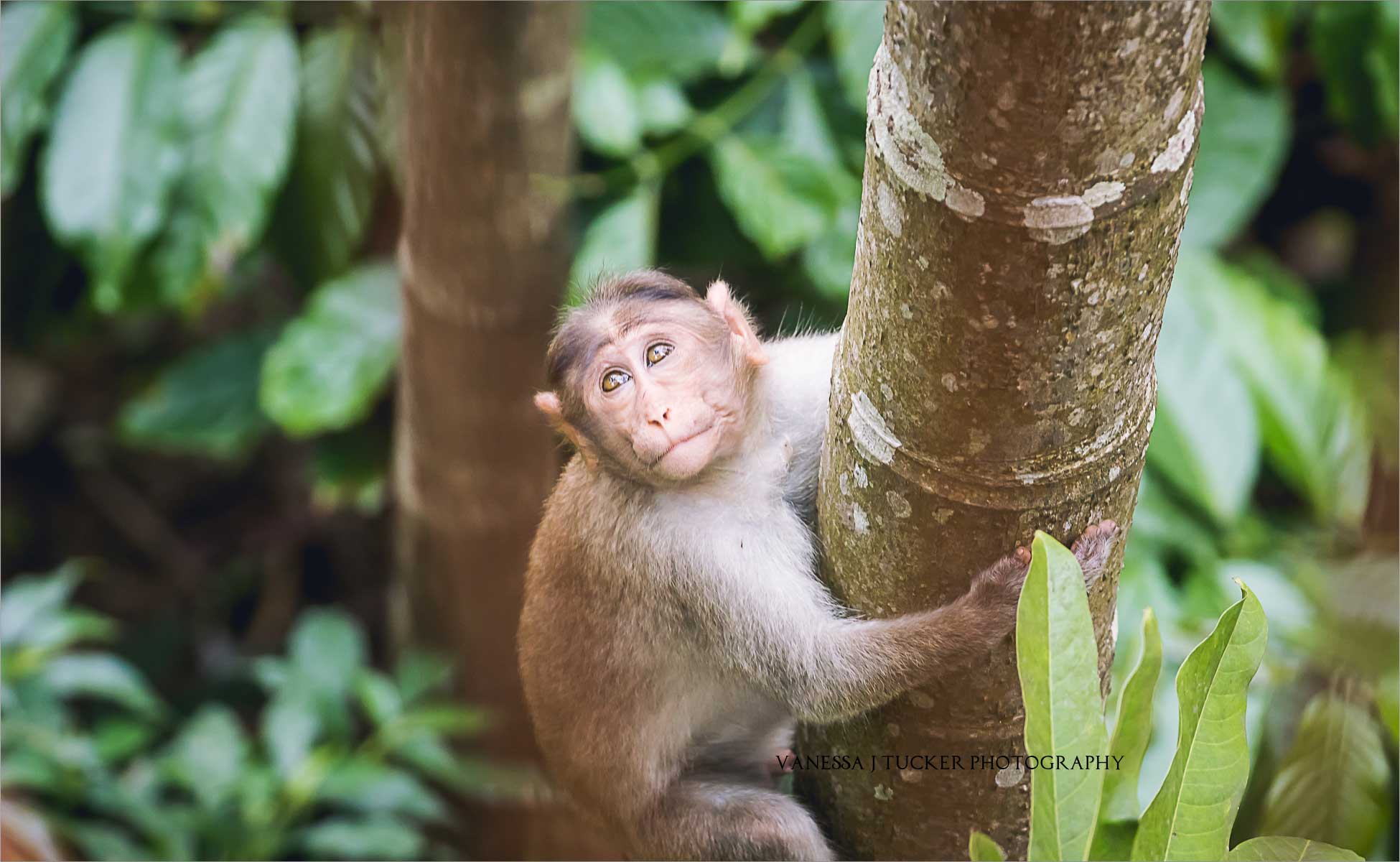 Monkey Portraits | Vanessa Tucker