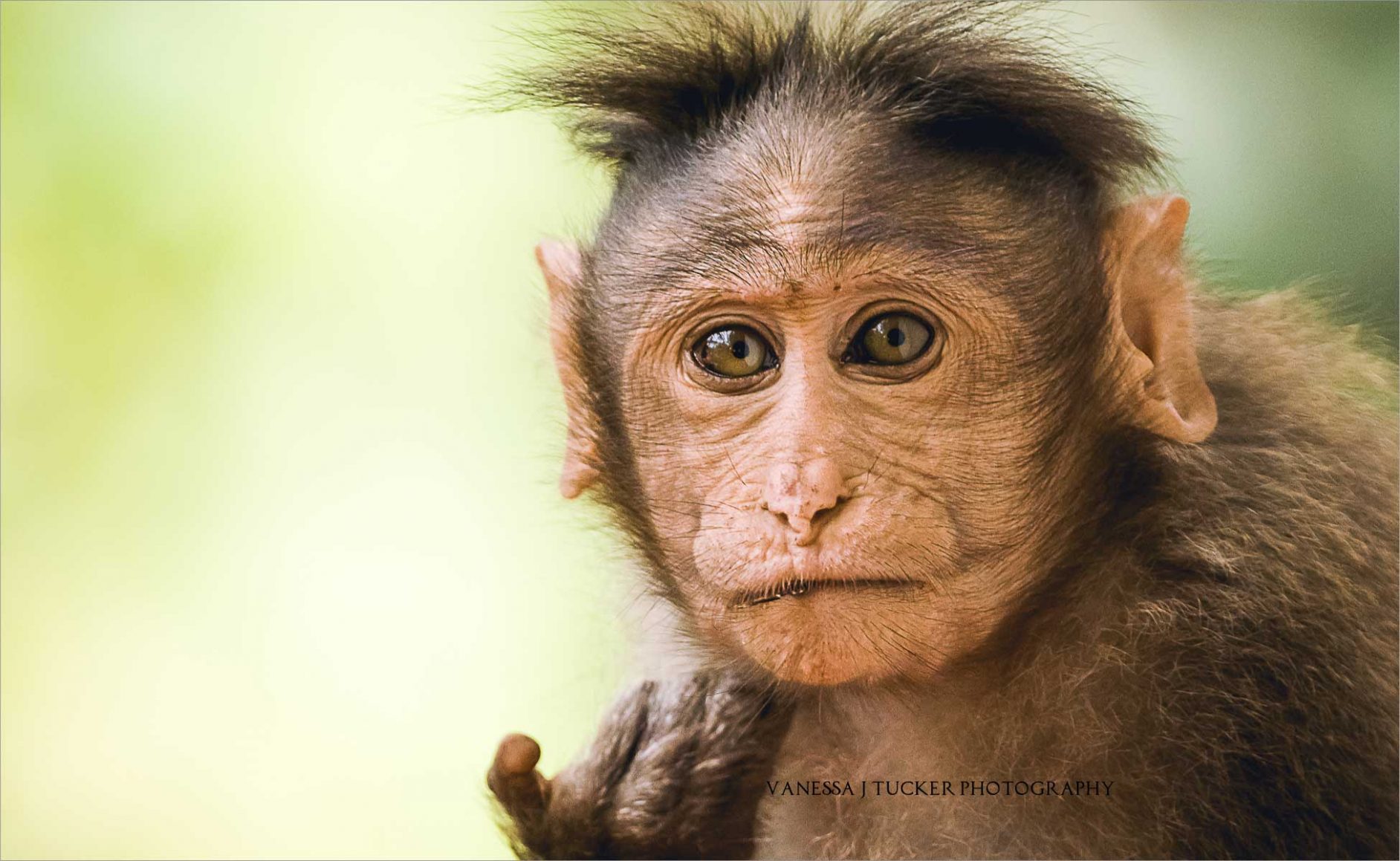Monkey Portraits | Vanessa Tucker