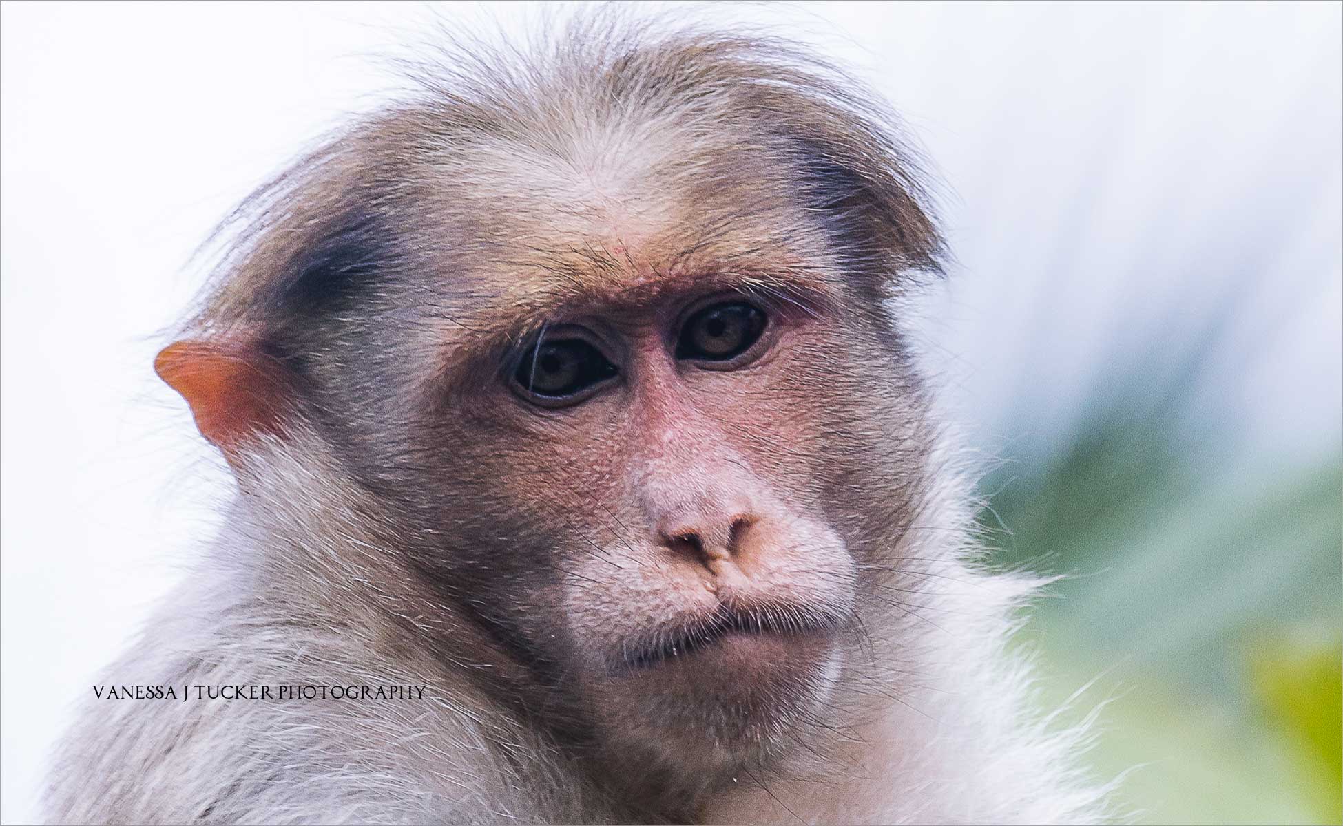 Monkey Portraits | Vanessa Tucker