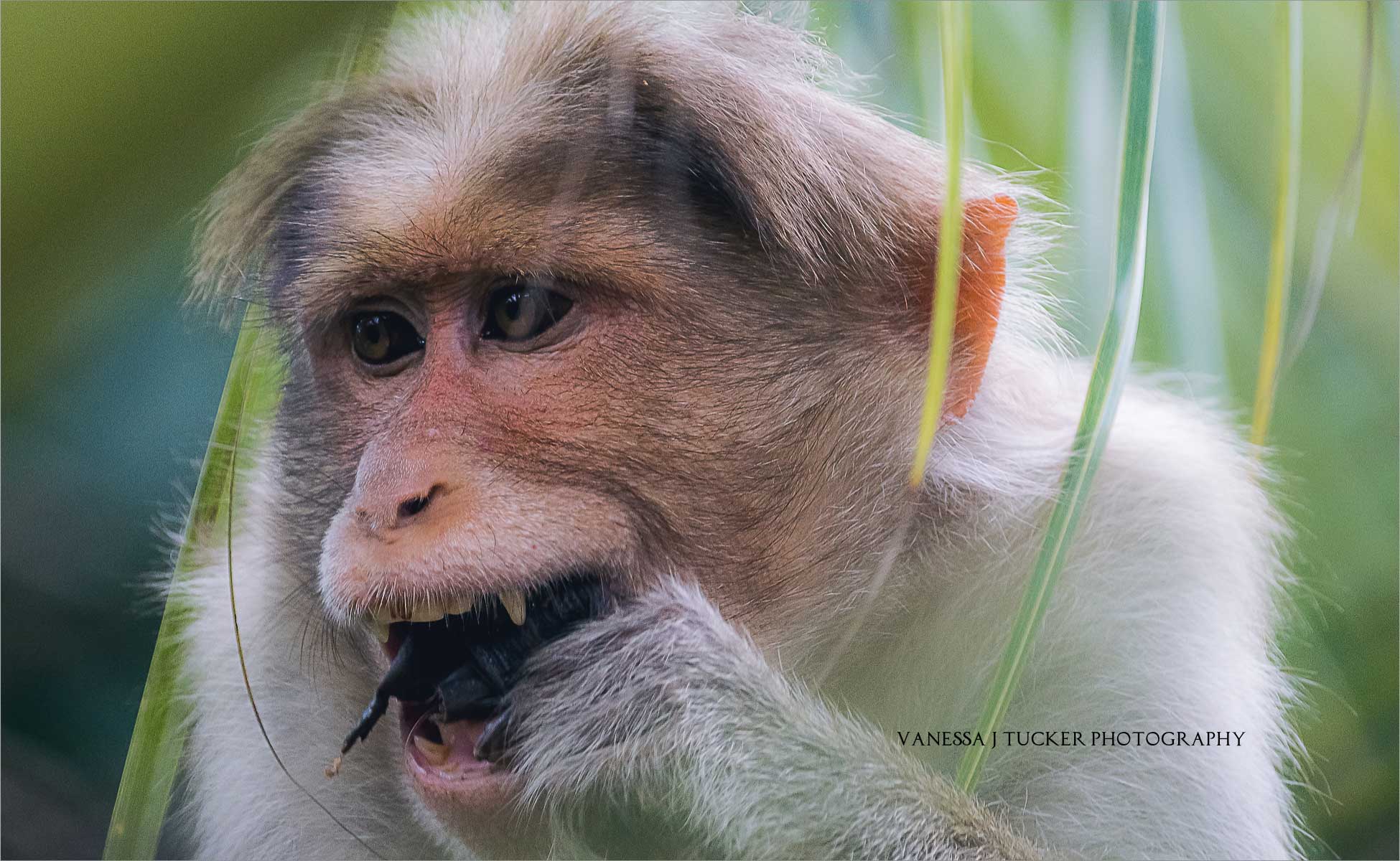 Monkey Portraits | Vanessa Tucker