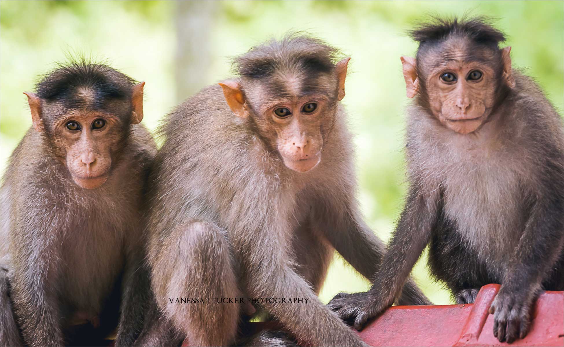 Monkey Portraits | Vanessa Tucker